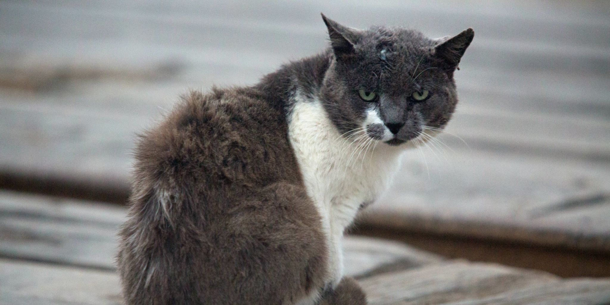 Aspca Commercial Sad Dog Face Street Dog Hero | No, This Is Not An