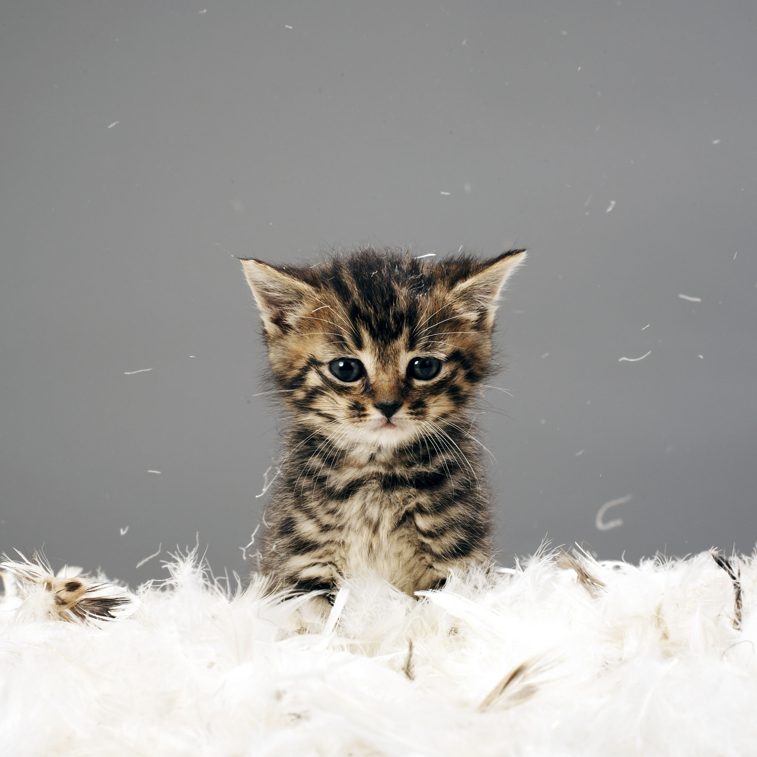 Fancy Cat Meme Jeeves