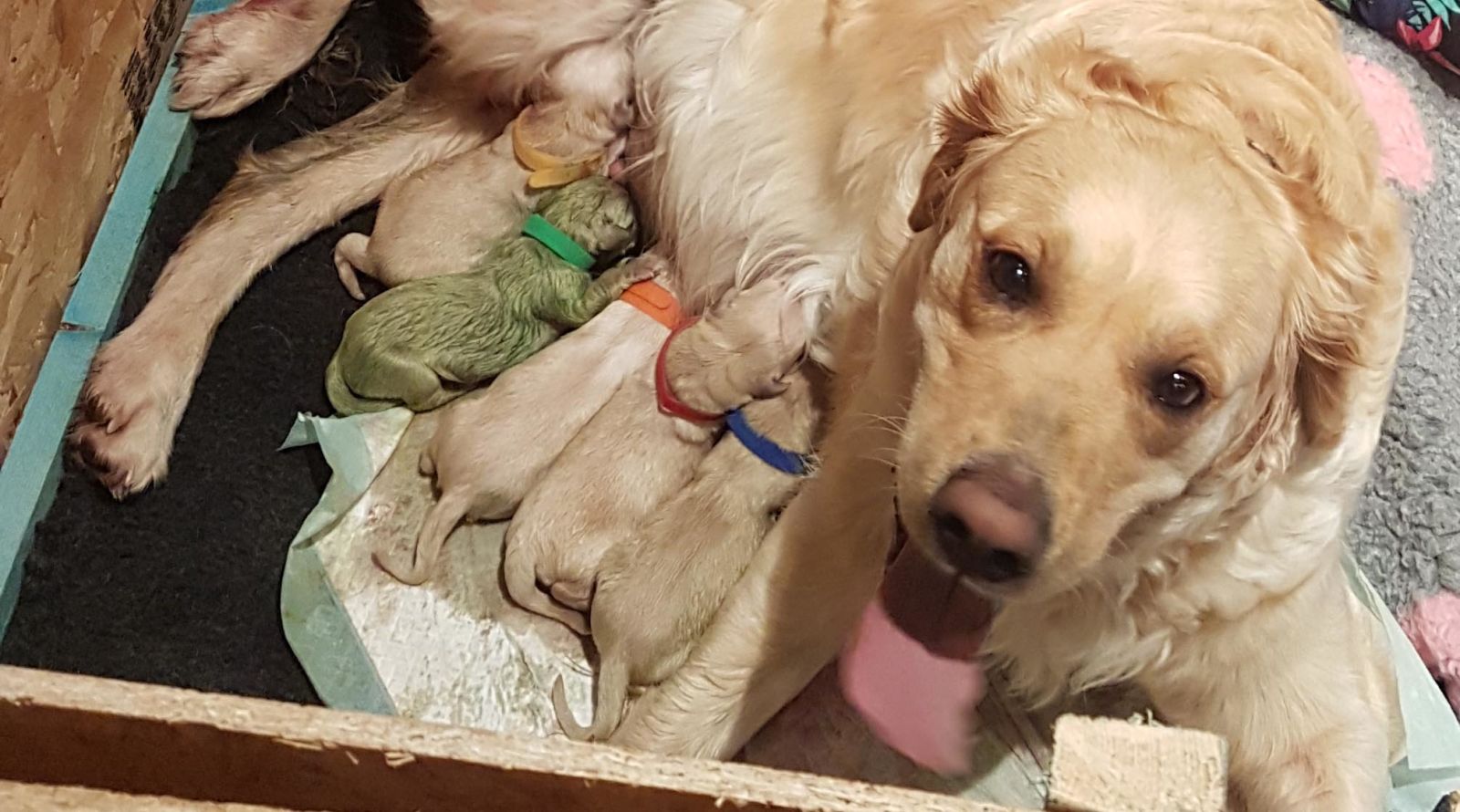 Labrador Puppy Growth Spurts